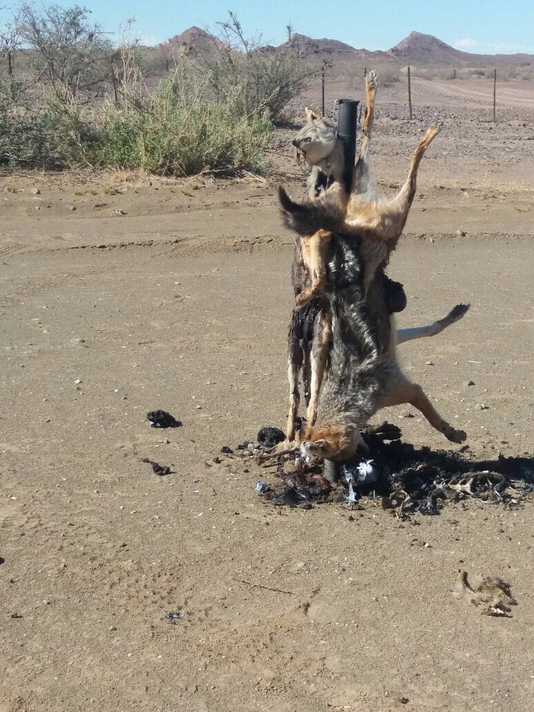 Killing for Sheep – AHA