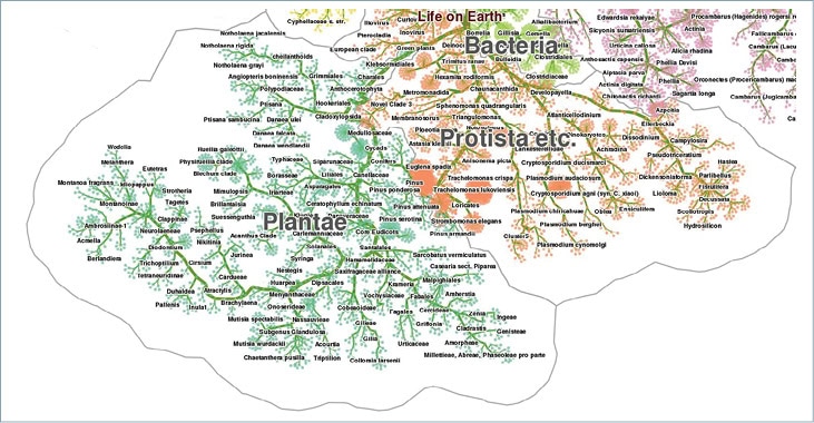 Trees in a Forest of Knowledge – AHA
